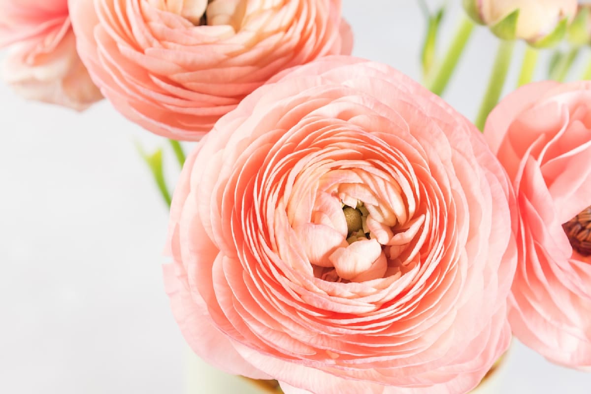 Angel Roses Florist Delivery Menu | Order Online | 1608 S Miami Blvd ...