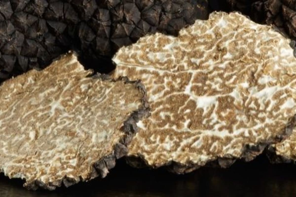 Truffle Queen Delivery Menu | Order Online | 1524 Pike Pl Seattle | Grubhub