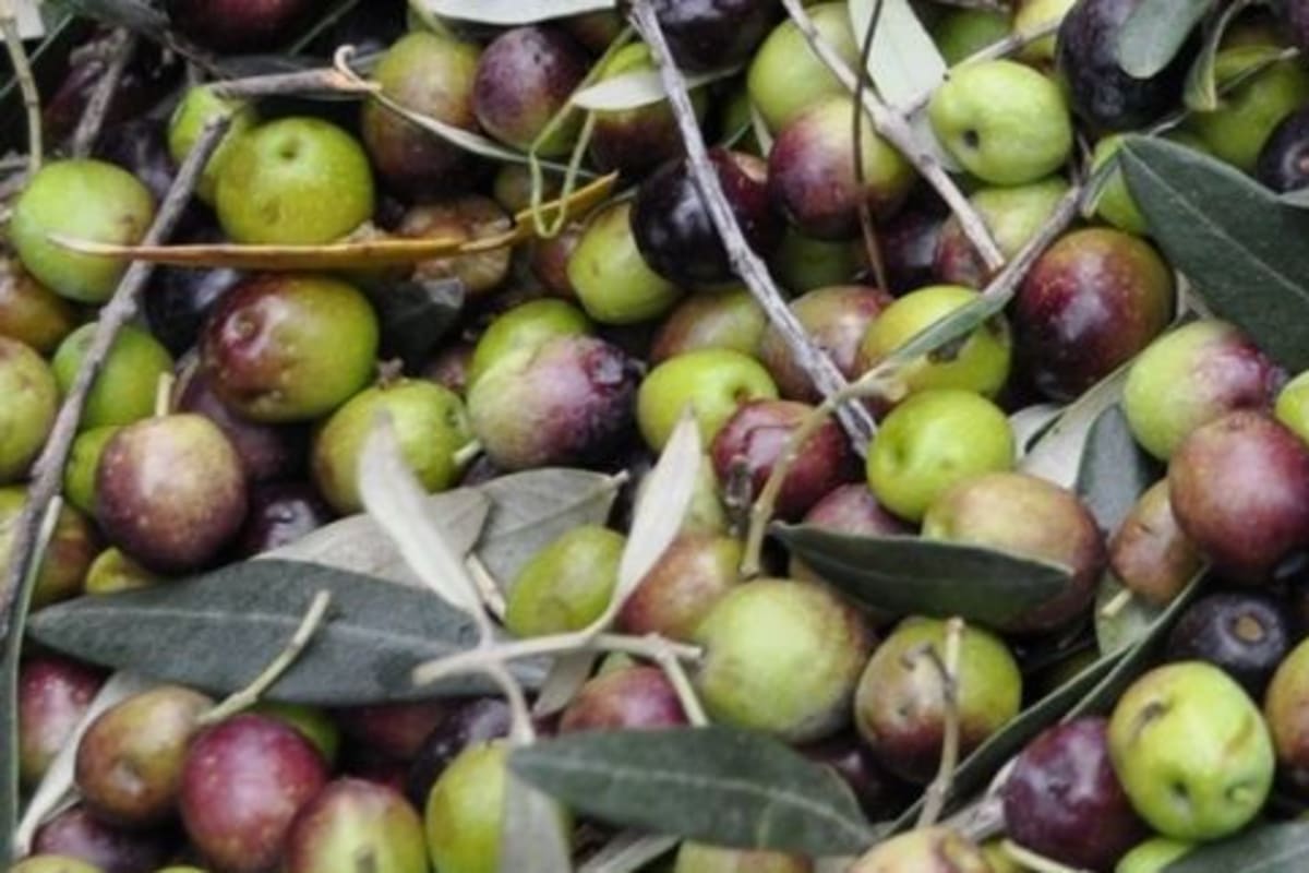 Dean's Mediterranean Imports Delivery Menu | Order Online | 108 W Elder St Cincinnati | Grubhub