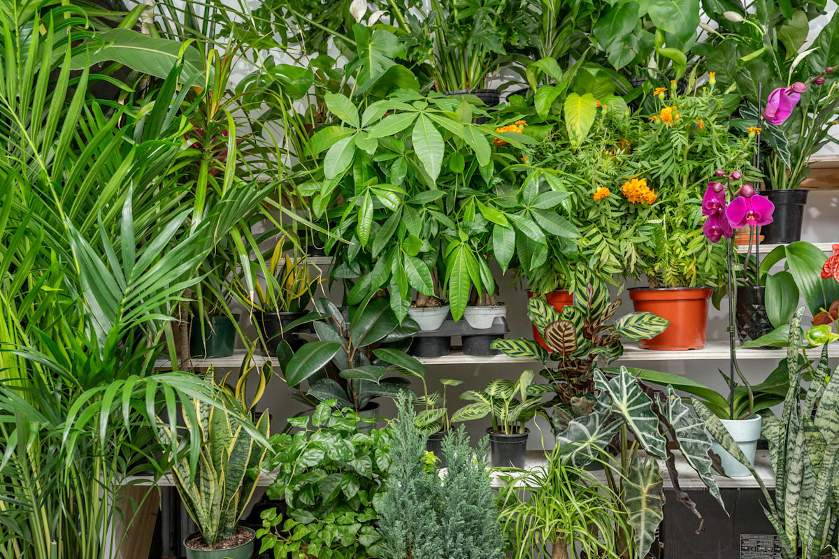 Miguel Flower Shop Delivery Menu | Order Online | 1146 Castle Hill Ave ...