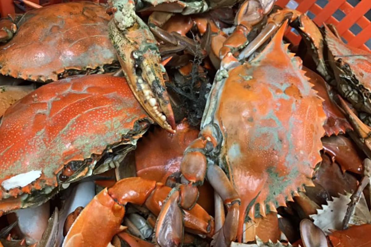 Calvert Crabs & Seafood At Wild Wood Delivery Menu | Order Online ...