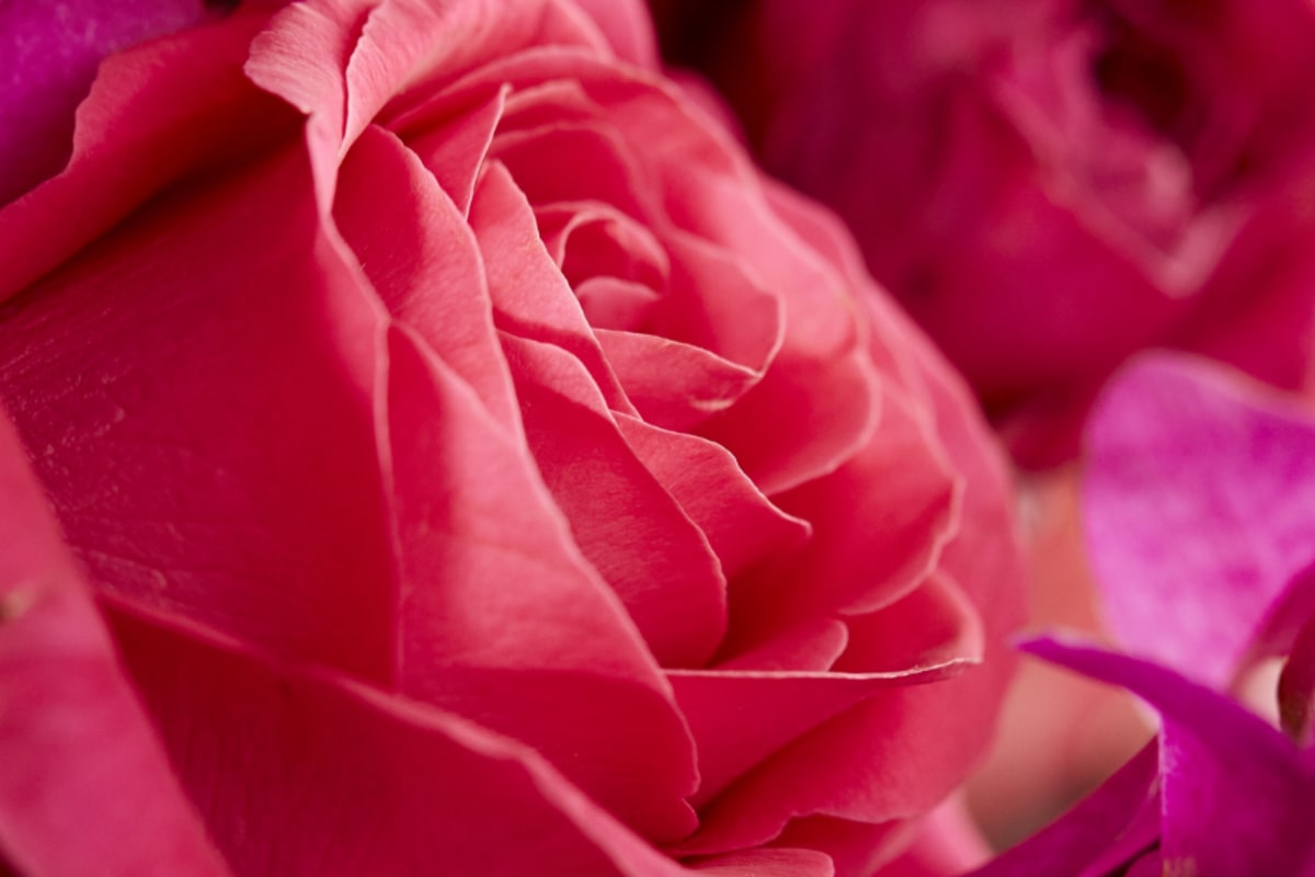 3E FLOWERSHOP Delivery Menu | Order Online | 2958 Blystone Ln Dallas ...