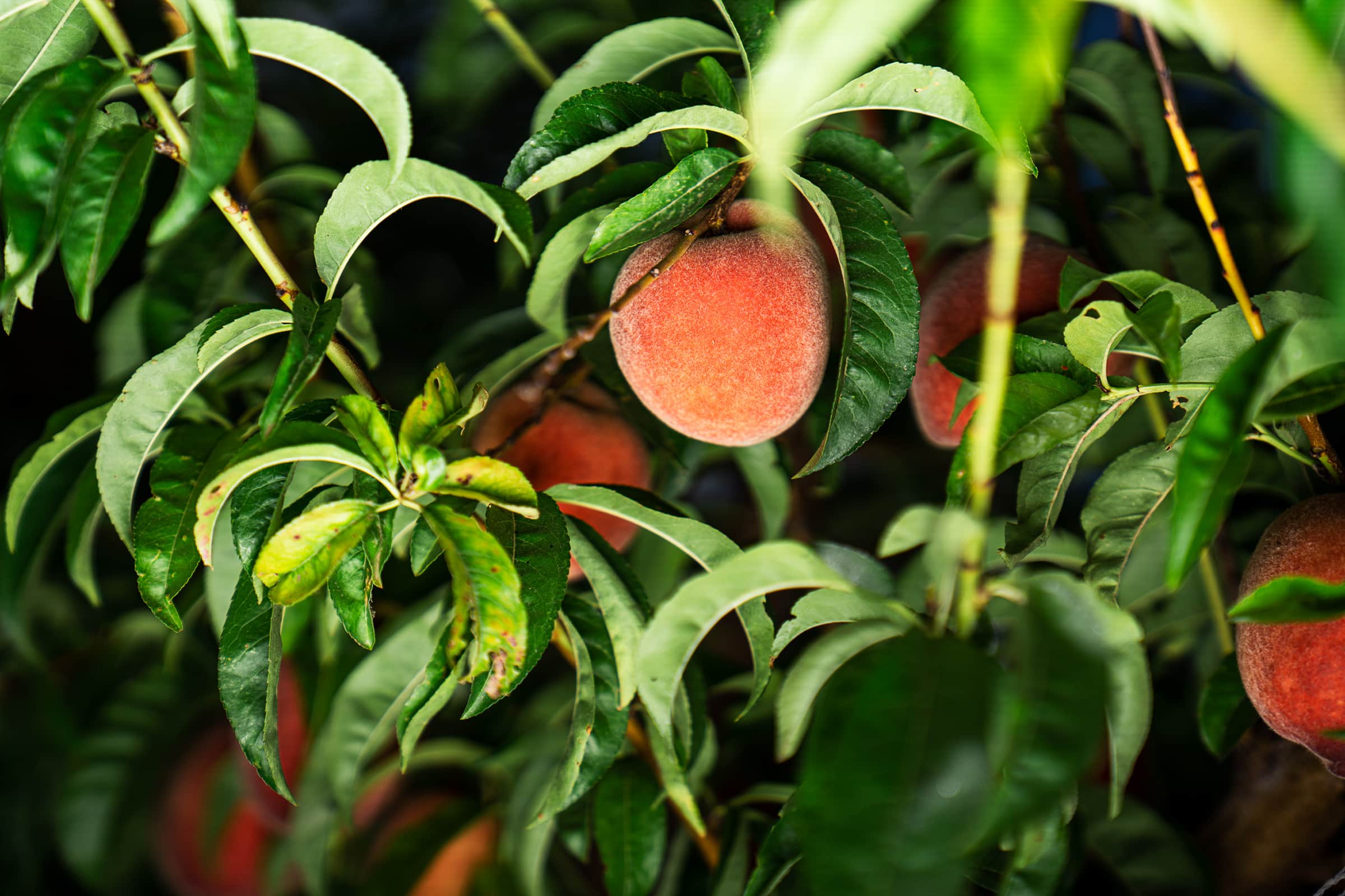 Amadio Ranch's Peach Pit Bistro Delivery Menu | Order Online | 4701 W ...