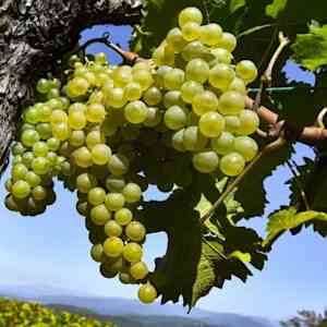 Cotenna - New York, NY Restaurant | Menu + Delivery | Seamless